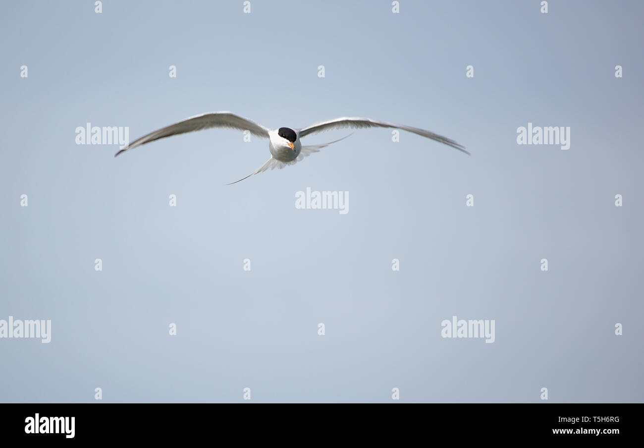 Common Tern hovering with sky background Stock Photo - Alamy