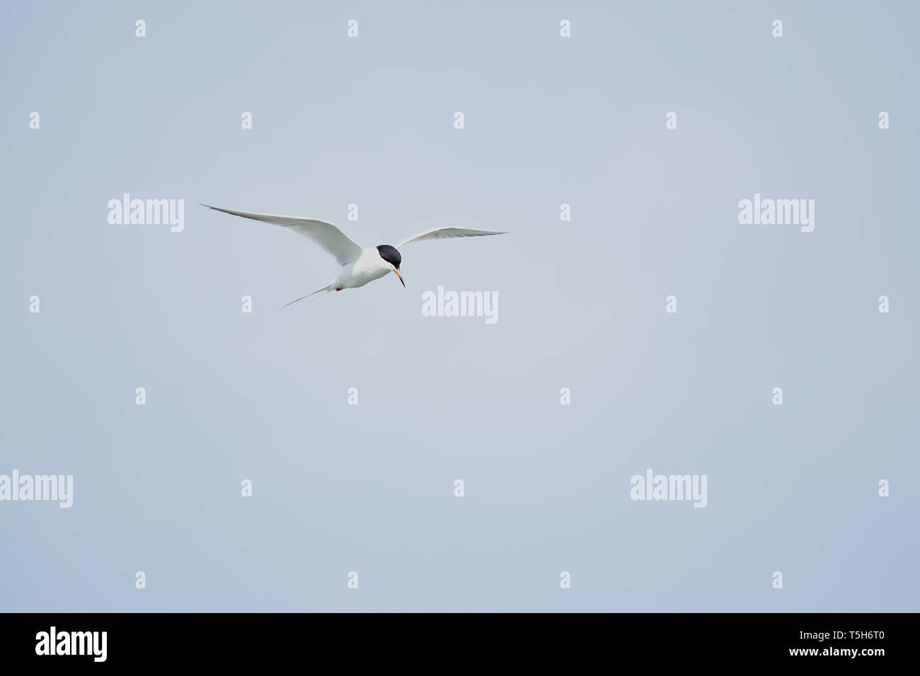 Common Tern hovering with sky background Stock Photo - Alamy