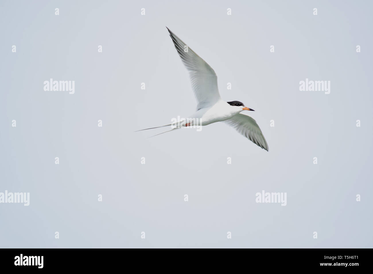 Common Tern in flight with sky background Stock Photo - Alamy