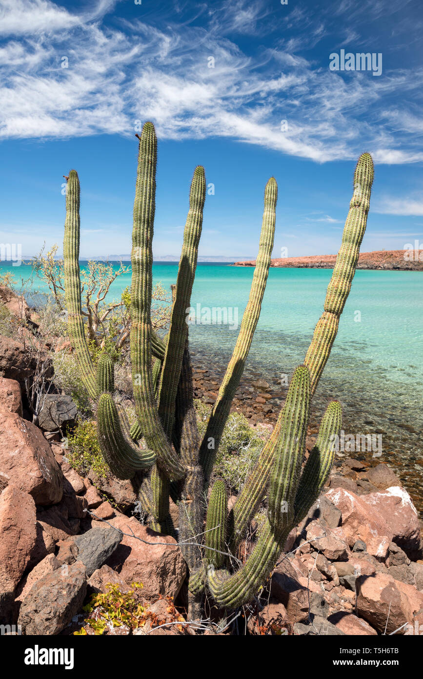 Cardón cactus, Espiritu Santo Island, Baja California Sur, Mexico Stock ...