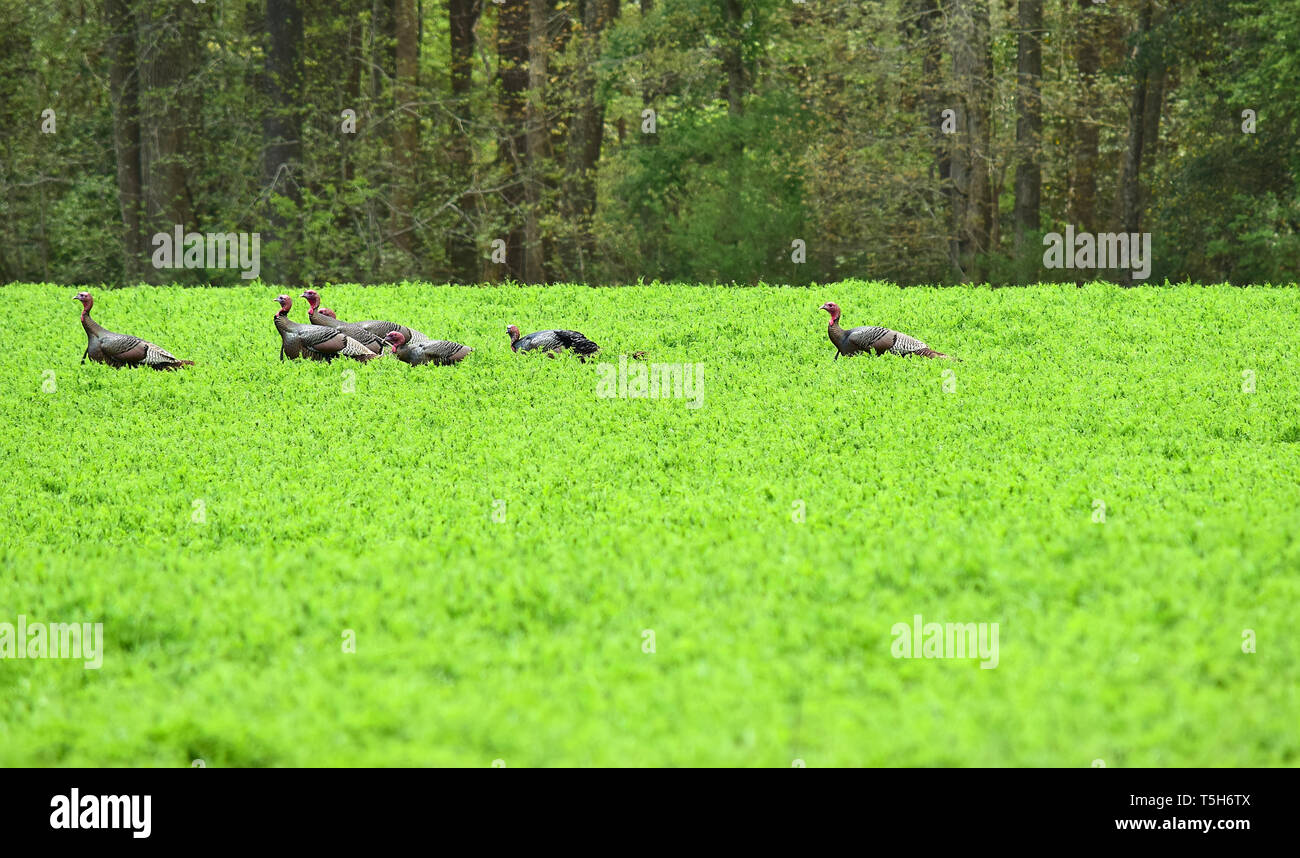 Flock of wild turkeys in open grassy field Stock Photo - Alamy