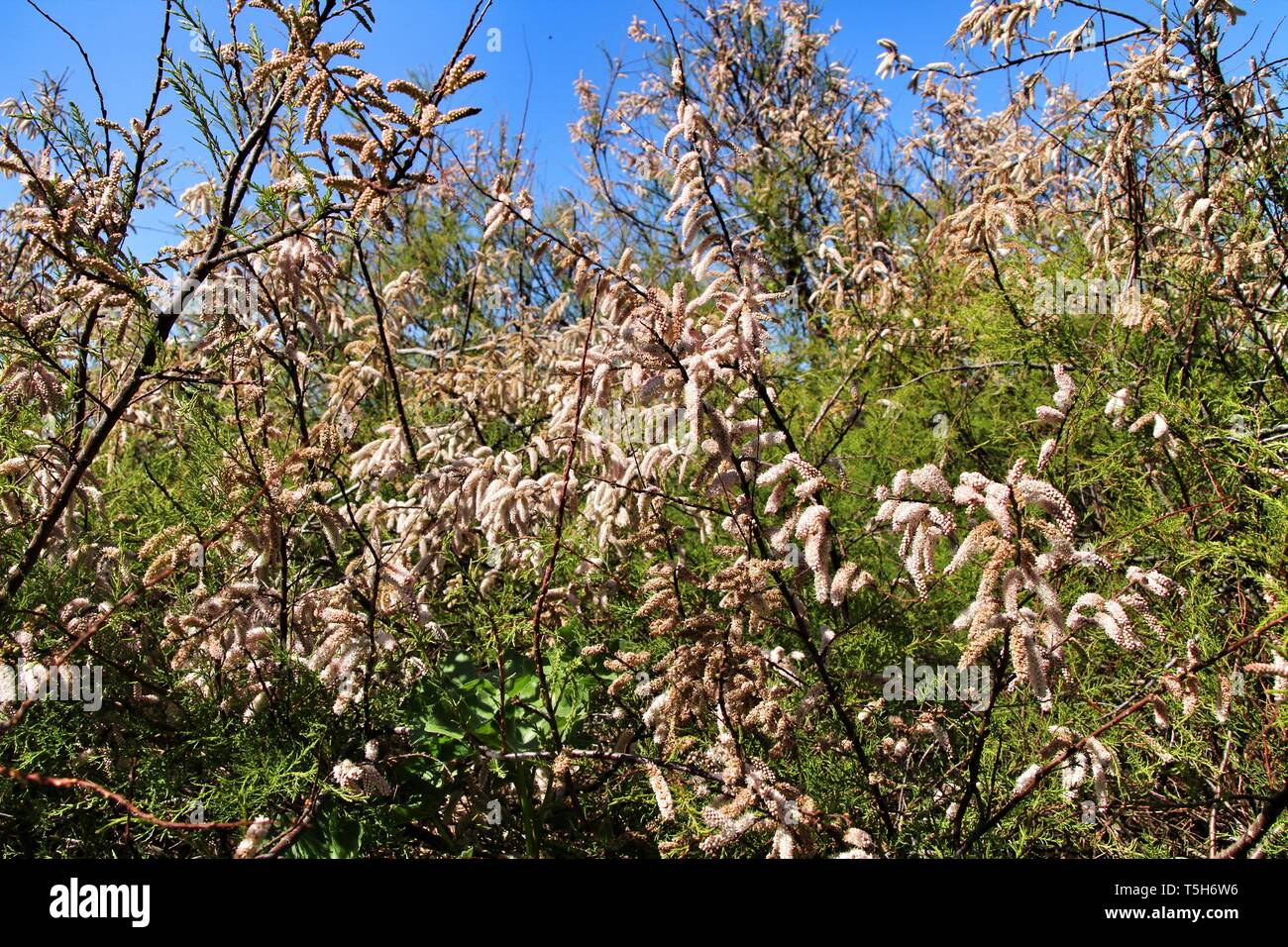 Beautiful Acacia tree in spring in the garden Stock Photo - Alamy