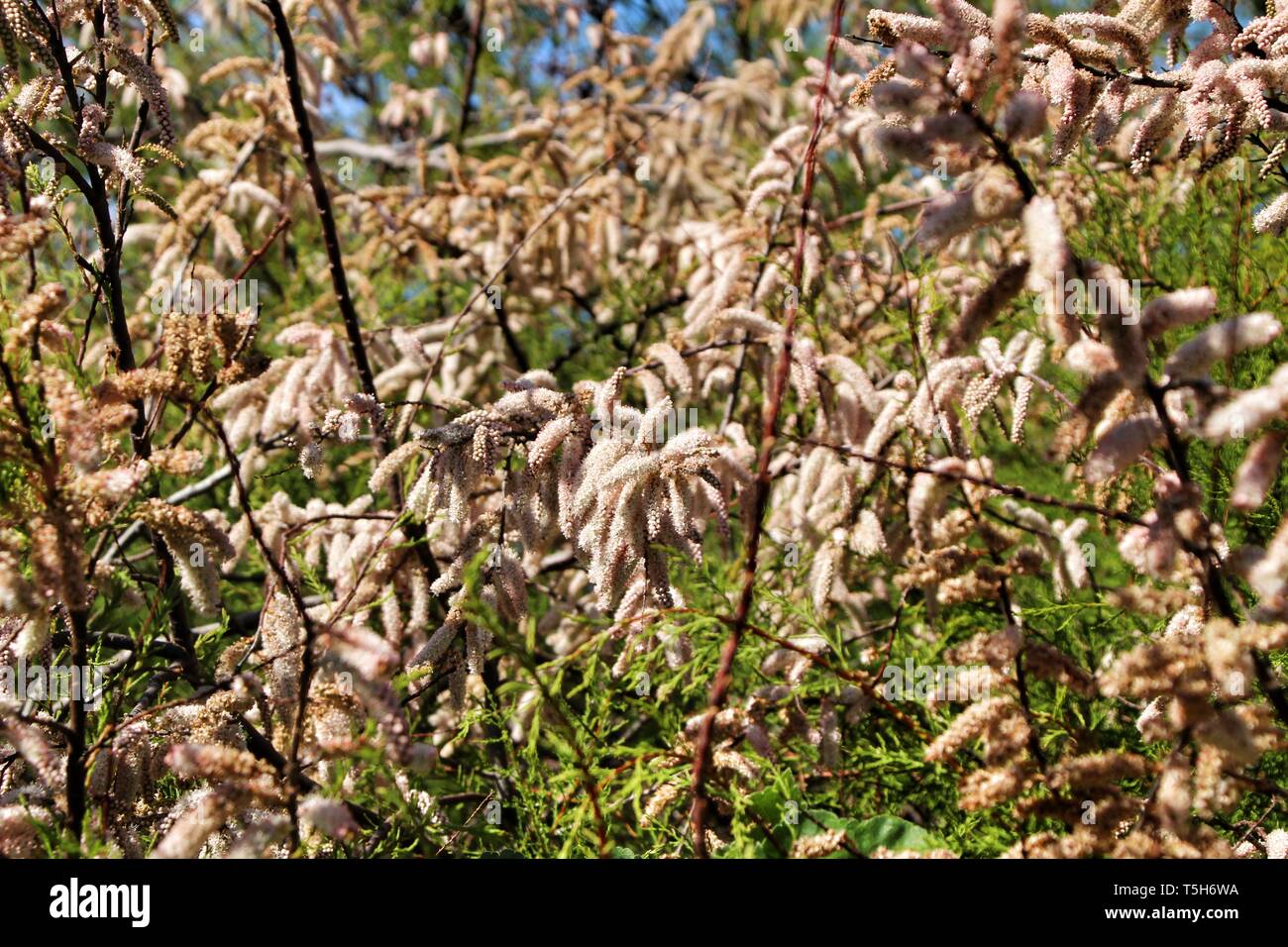 Beautiful Acacia tree in spring in the garden Stock Photo - Alamy