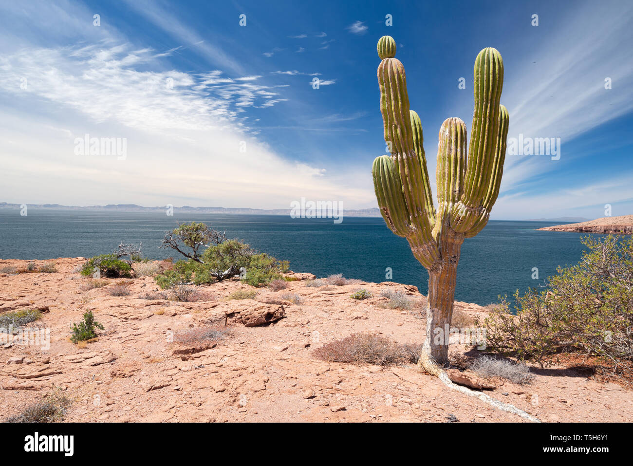 Flora de america del sur hi-res stock photography and images - Alamy