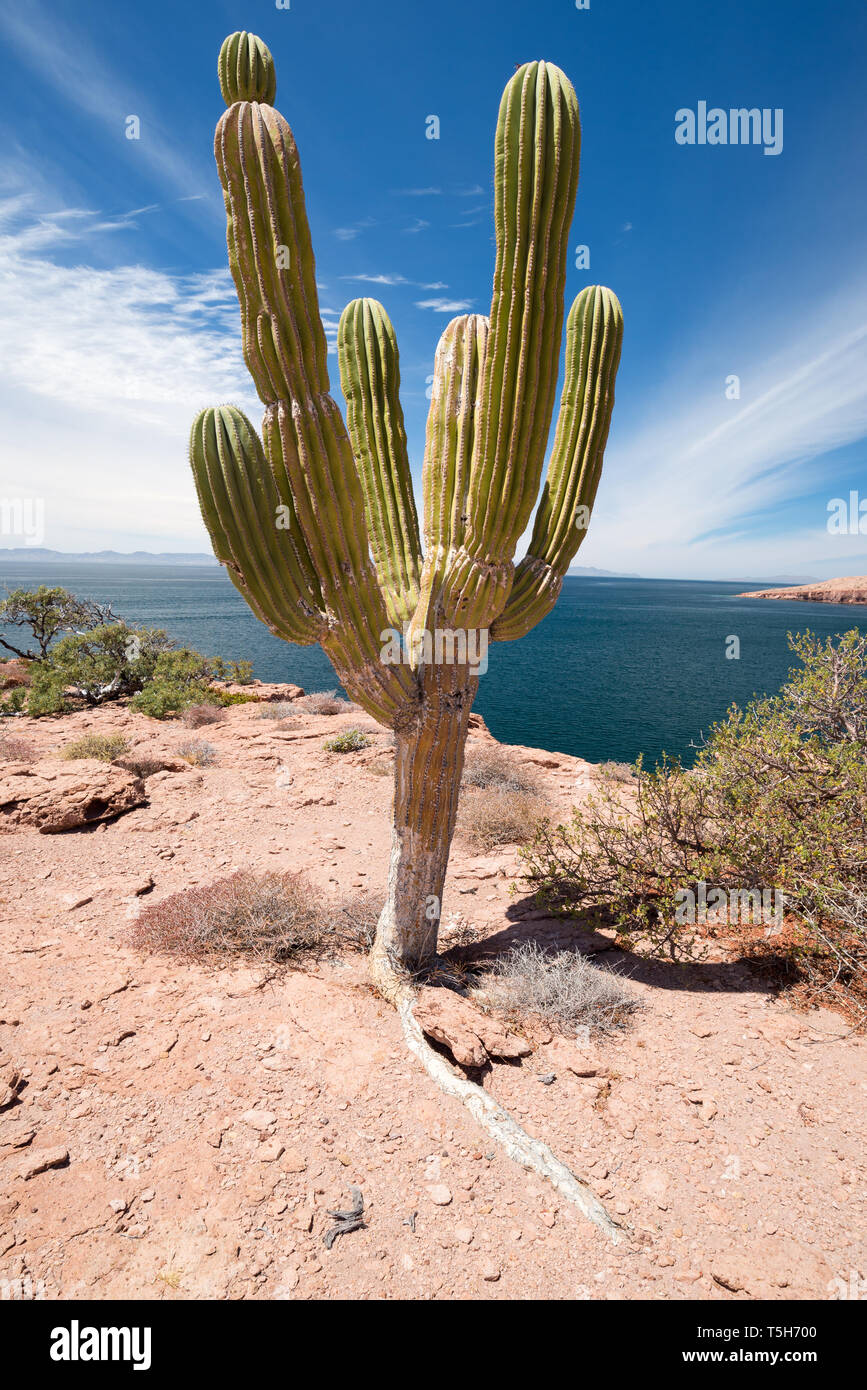 Cardón cactus on Espiritu Santo Island, Mexico Baja California Sur ...