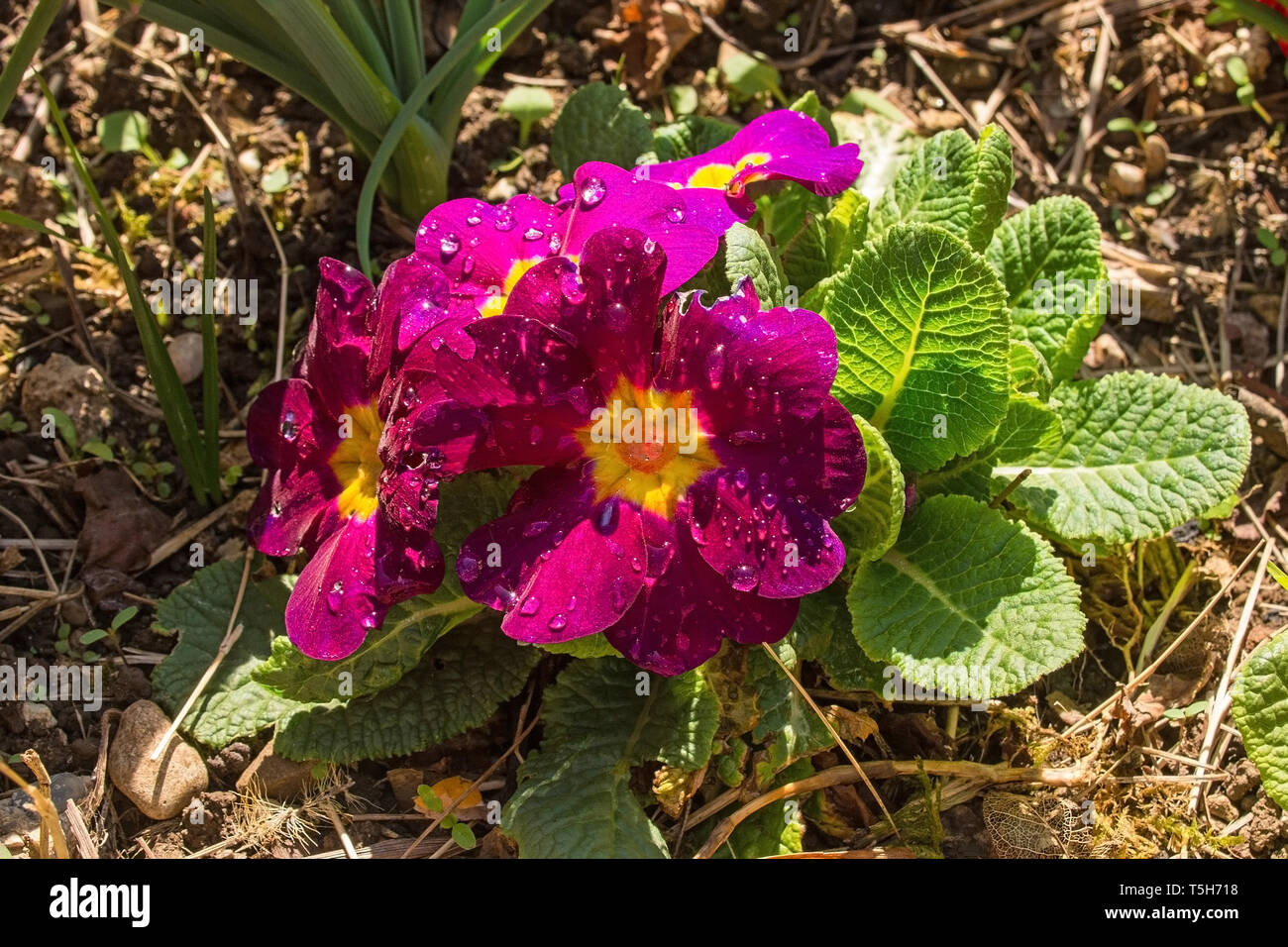 English spring colours hi-res stock photography and images - Alamy