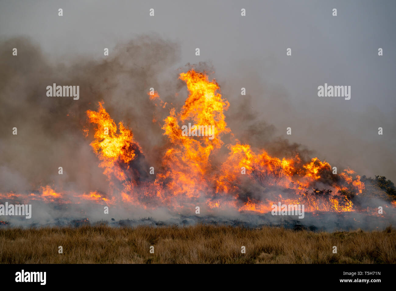 Wildfire scotland 2019 hi-res stock photography and images - Alamy