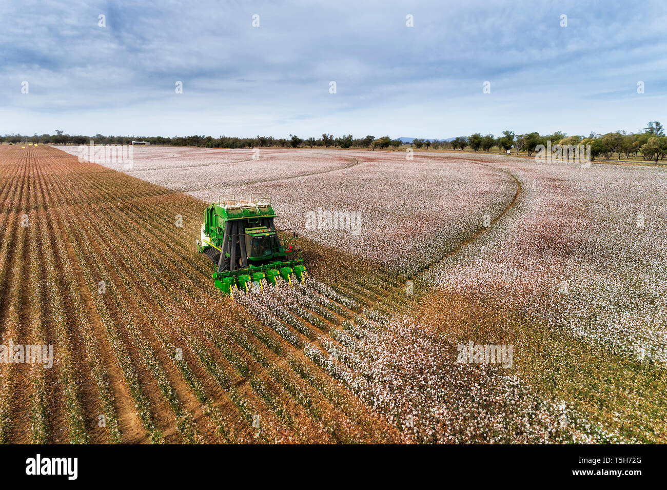 Cotton crop aerial hi-res stock photography and images - Alamy