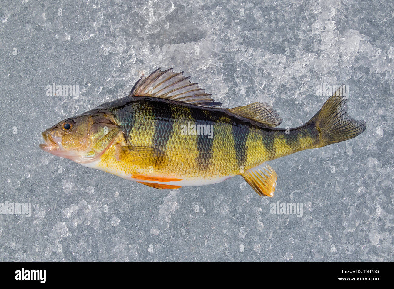 Colorful Yellow Perch caught while Ice Fishing Stock Photo - Alamy