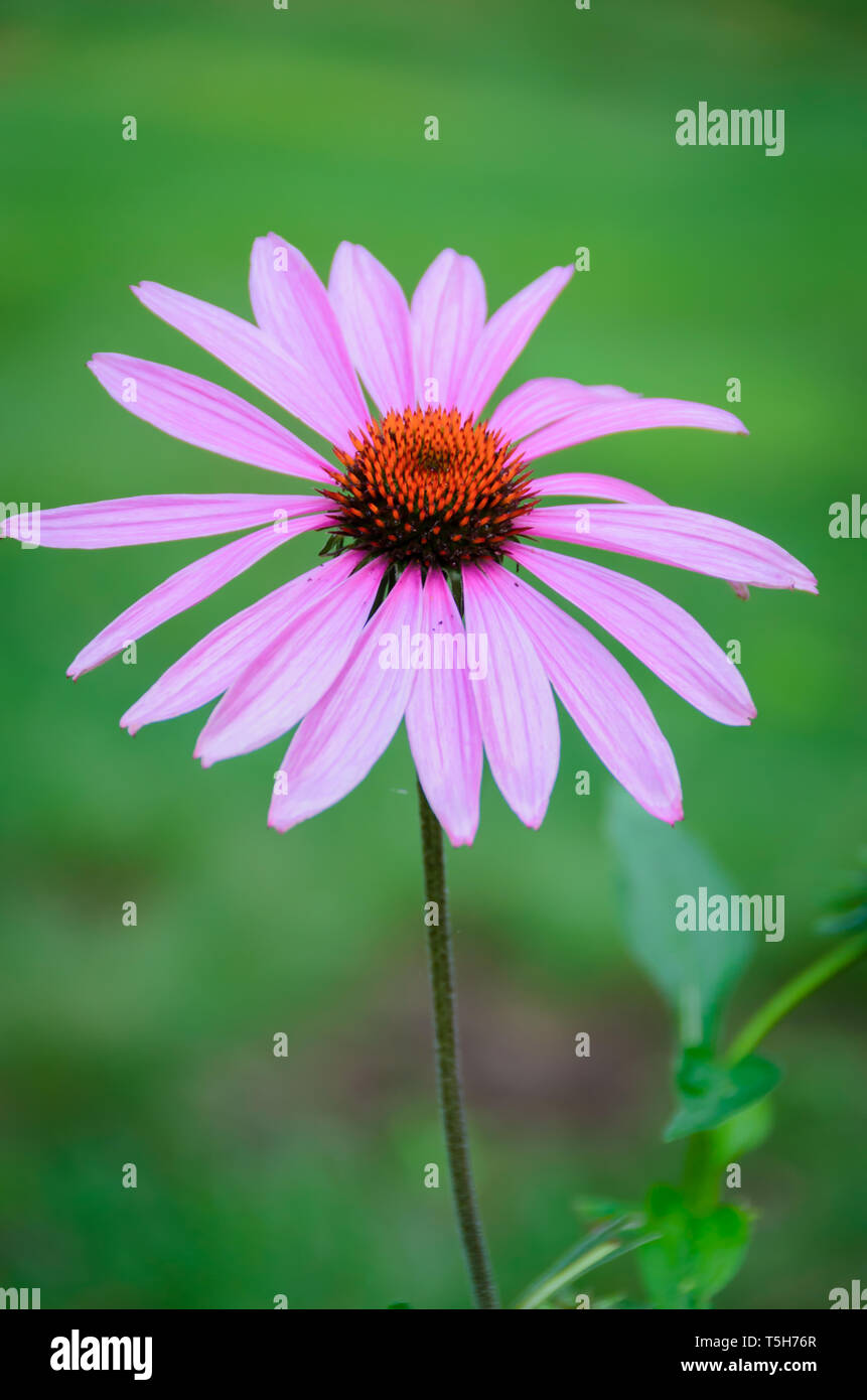 Close up of coneflower flowers or echinacea in the garden hi-res stock ...