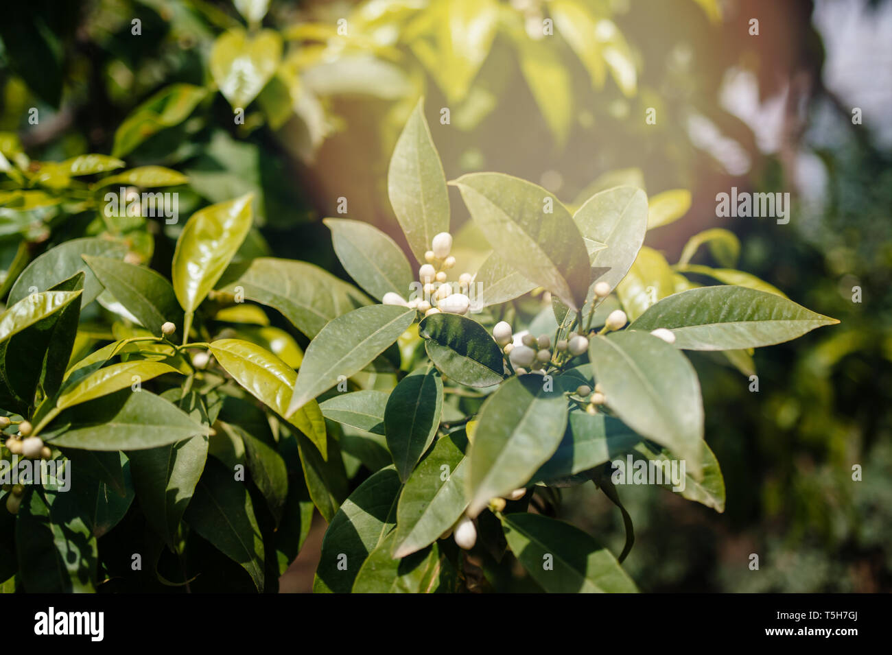 Orange tree branch in bloom seen on Athens street early in the month of ...