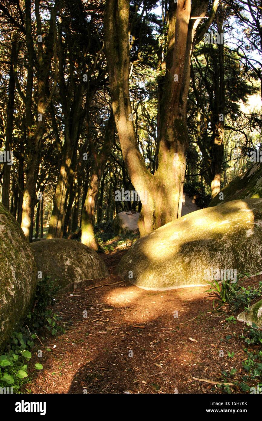 Beautiful leafy forest with colossal rock formations and majestic trees ...