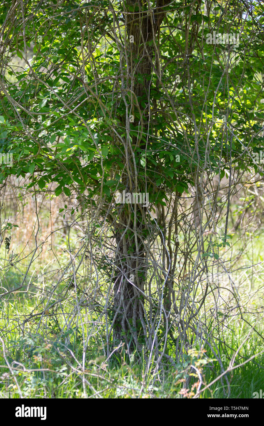 Bramble growing down a single tree in a meadow Stock Photo - Alamy