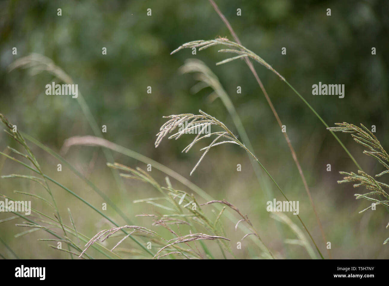 Tall weeds hi-res stock photography and images - Alamy