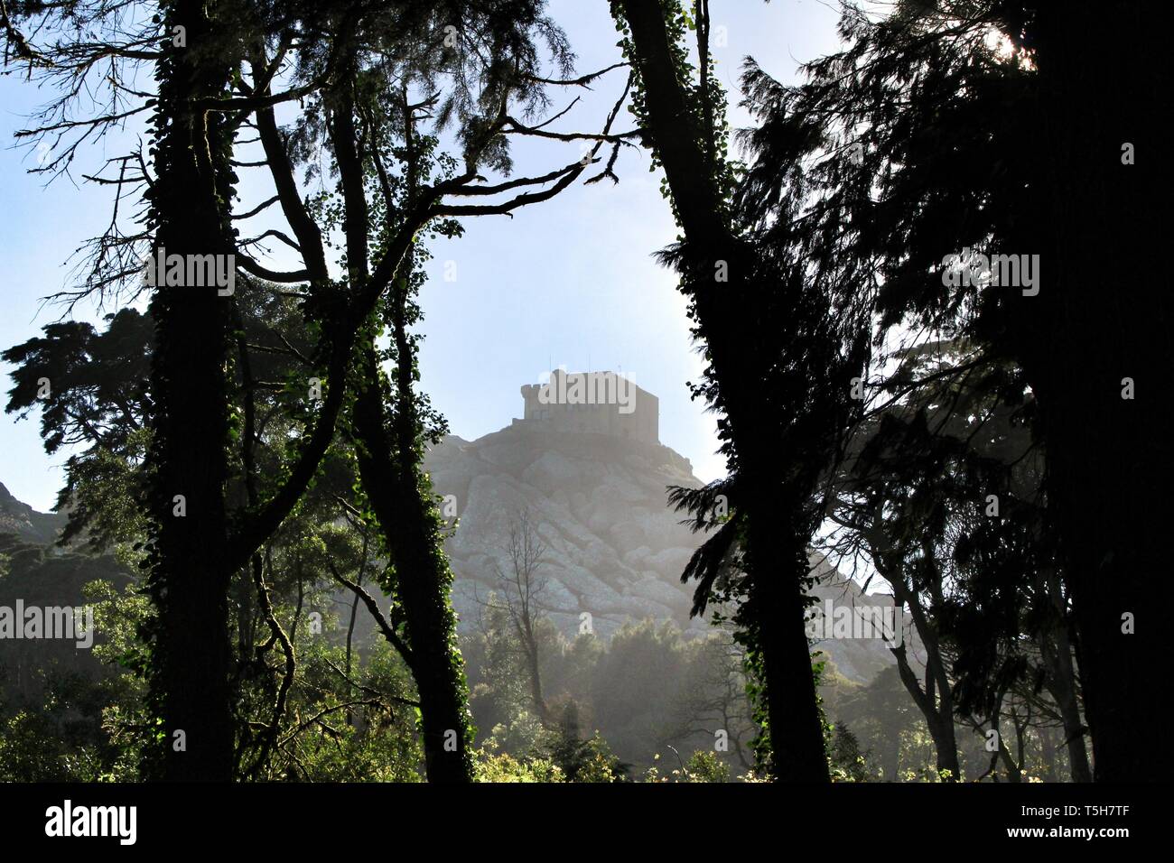 Beautiful leafy forest with colossal trees and soft sun rays in Sintra ...