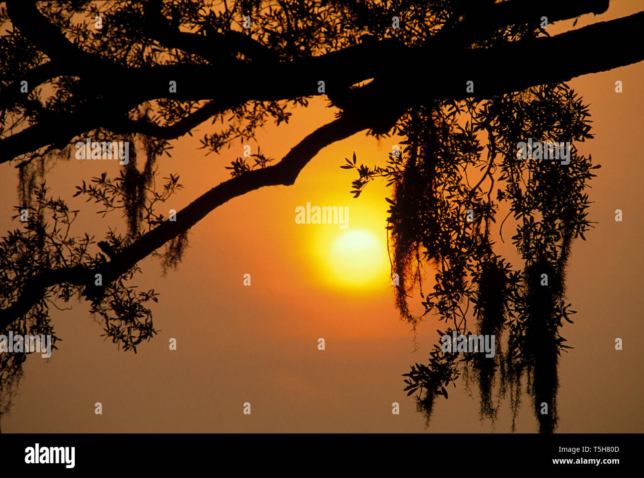 Silhouette of tree against sun hi-res stock photography and images - Alamy