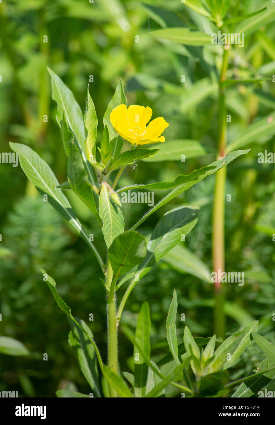 Sunny yellow wildflowers in deep green plant growth Stock Photo - Alamy