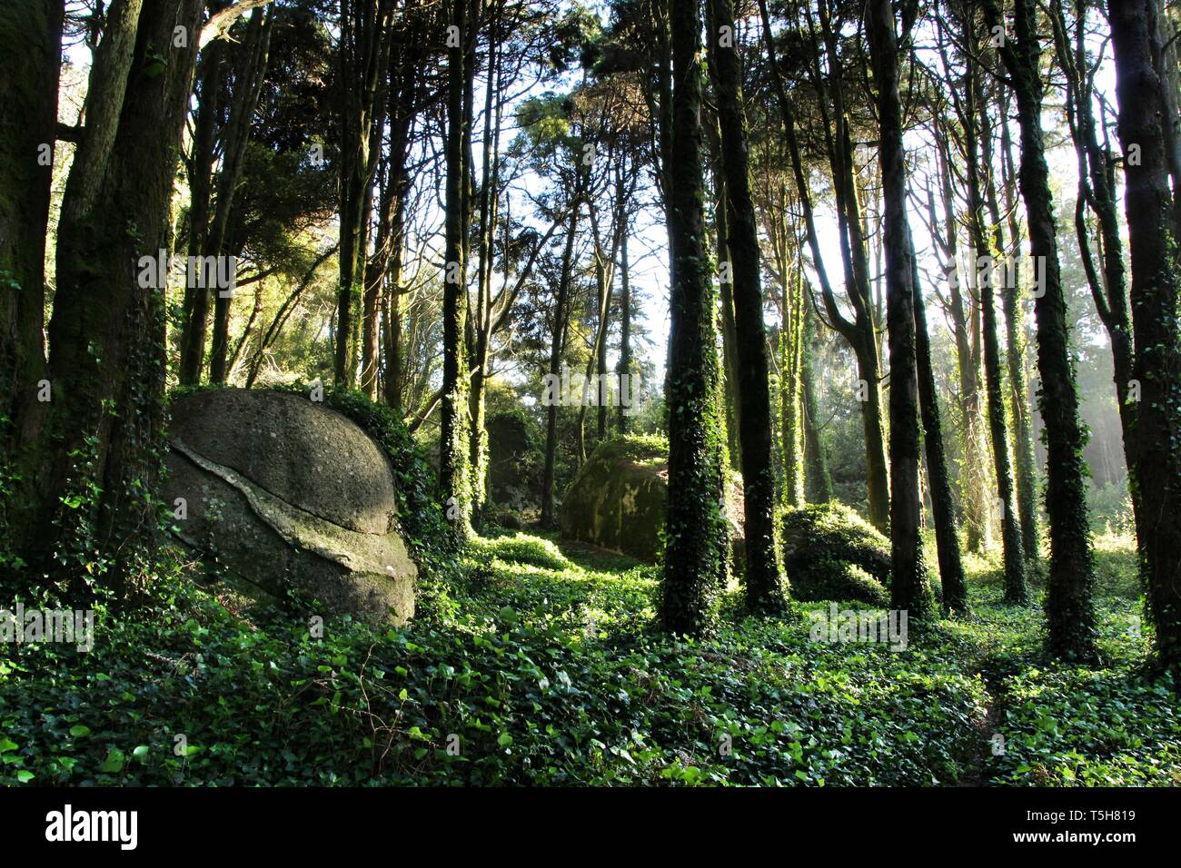 Beautiful leafy forest with colossal rock formations and majestic trees ...