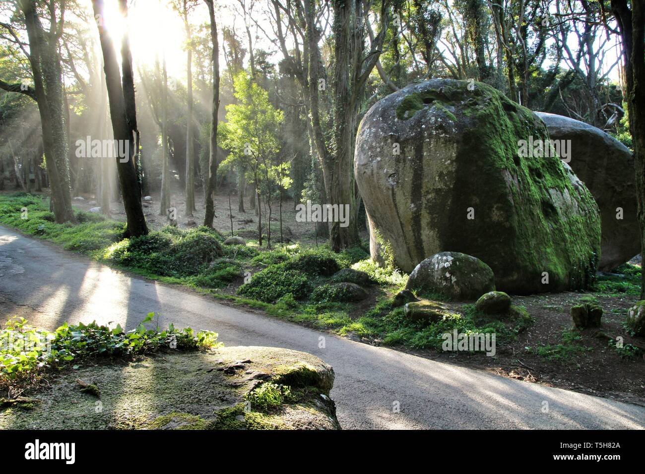 Beautiful leafy forest with colossal rock formations and majestic trees ...