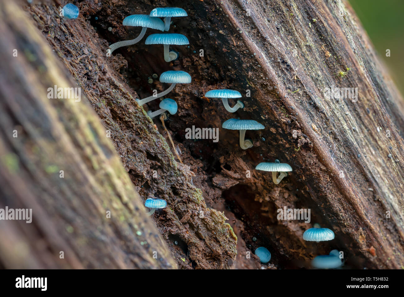 Blue mushrooms, Mycena interrupta fungi or Pixie's Parasols Stock Photo ...