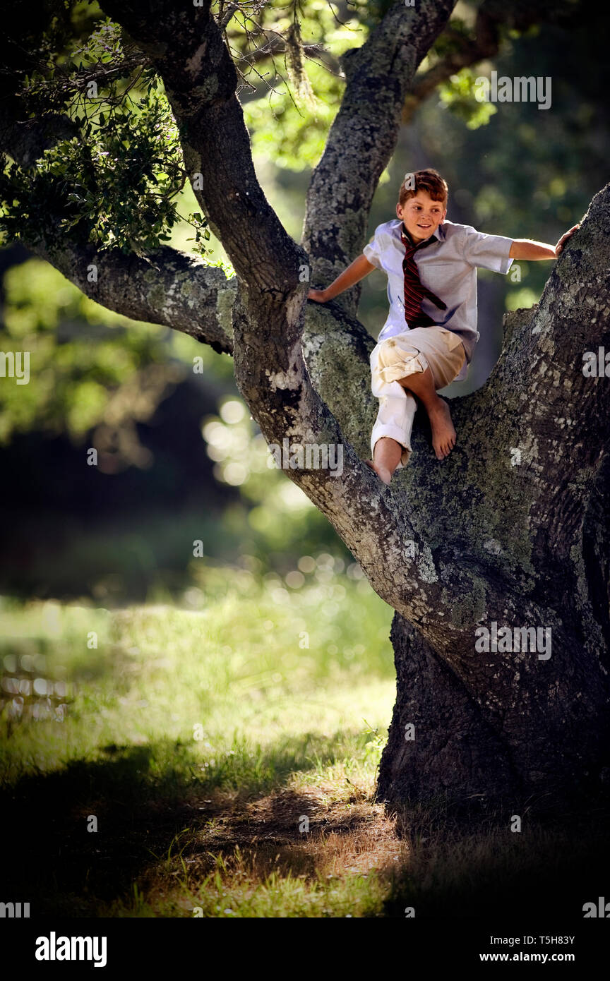 View of a boy sitting on the branches of a tree Stock Photo - Alamy