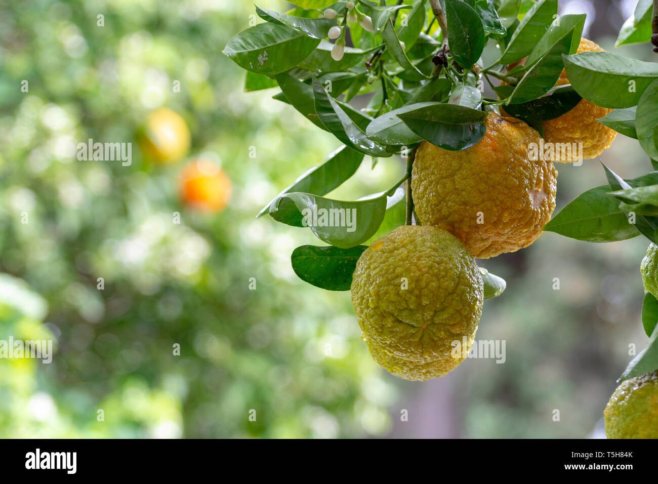 Citrus Fruits Of Sour Orange Bergamot Riping On Thee Close Up Stock