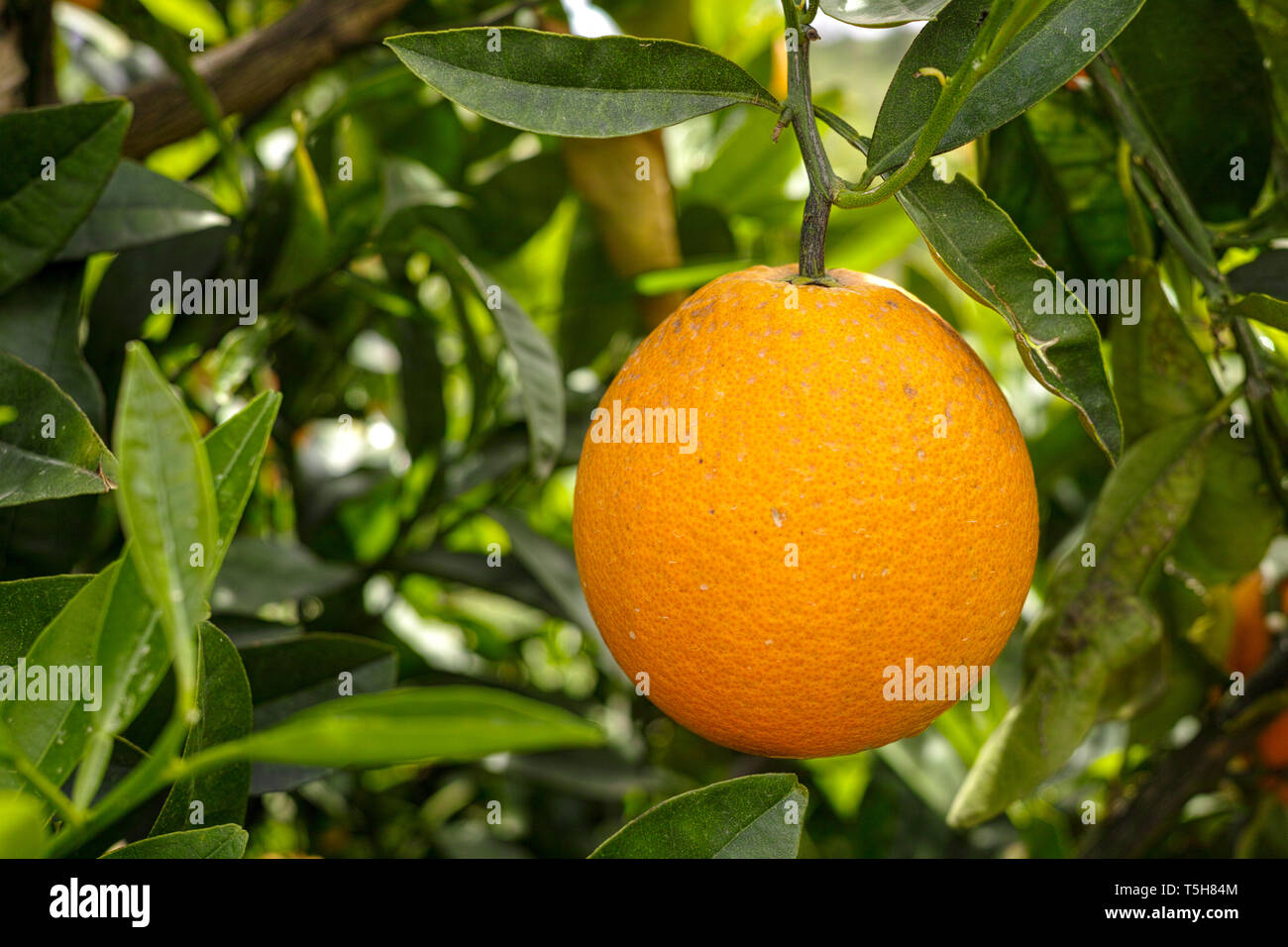 Orange citrus fruit plantation on Peloponnese, Greece, new harvest of ...