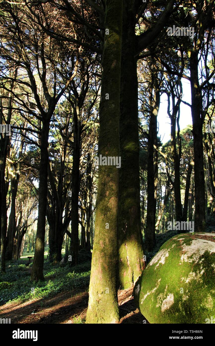 Beautiful leafy forest with colossal rock formations and majestic trees ...