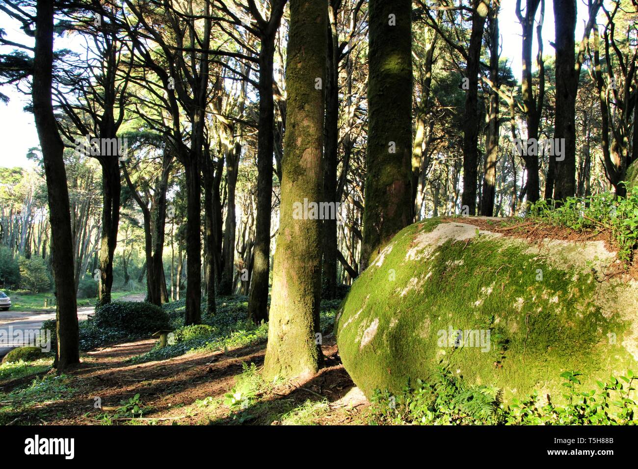 Beautiful leafy forest with colossal rock formations and majestic trees ...