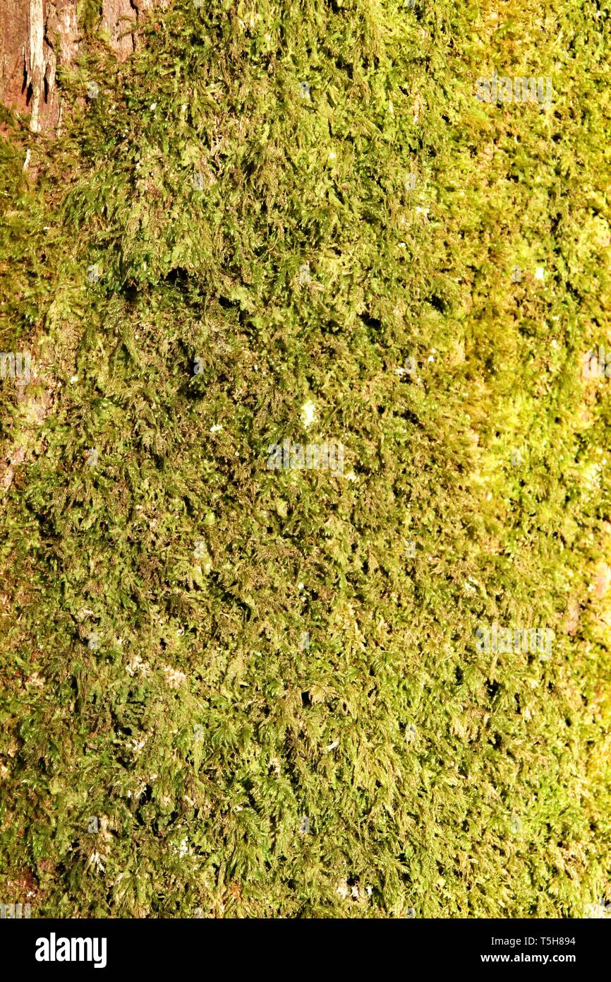 Colorful moss texture on a tree bark in a garden Stock Photo - Alamy
