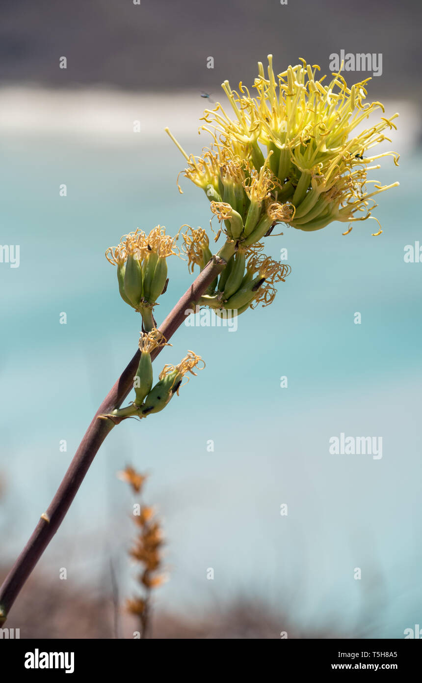 Adan tree hi-res stock photography and images - Alamy