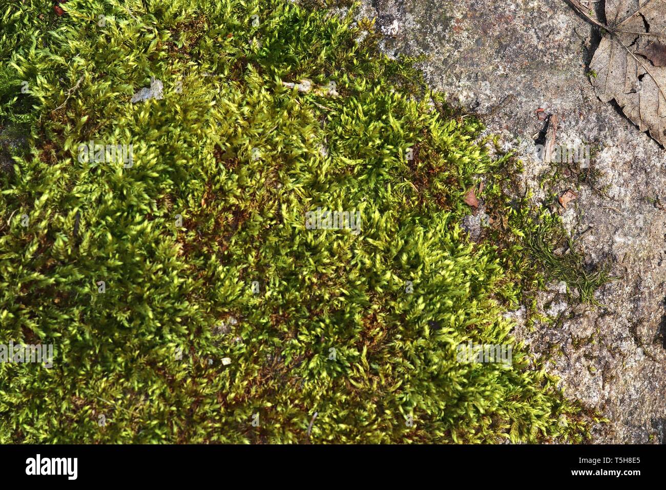 Close up view on green moss on a forest ground at springtime Stock ...