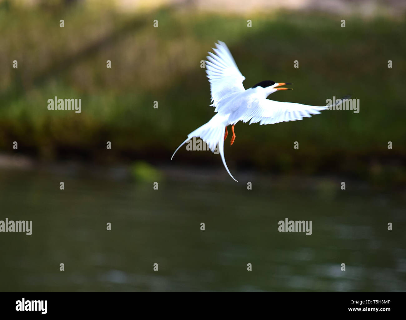 illustration of Common Tern hovering over water Stock Photo - Alamy