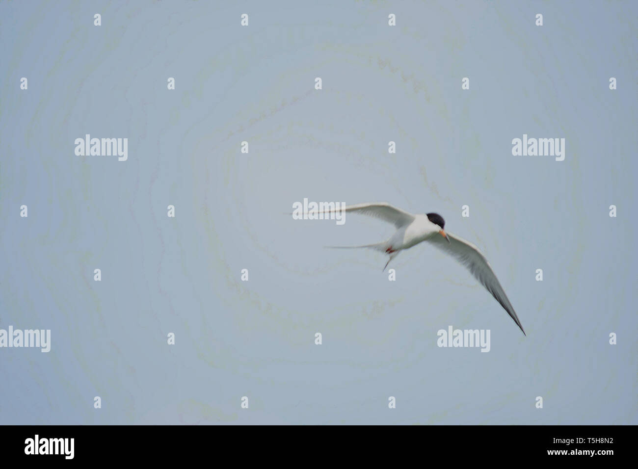 Common Tern hovering with sky background Stock Photo - Alamy