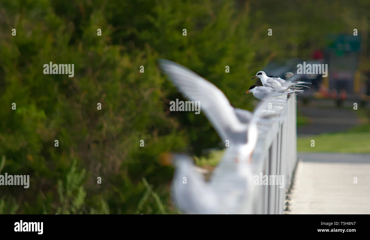Illustration of Common Terns landing on bridge railing Stock Photo - Alamy