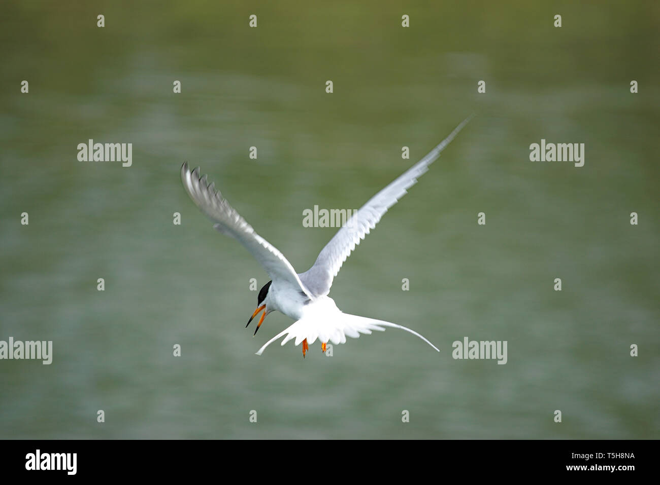 illustration of Common Tern hovering over water Stock Photo - Alamy