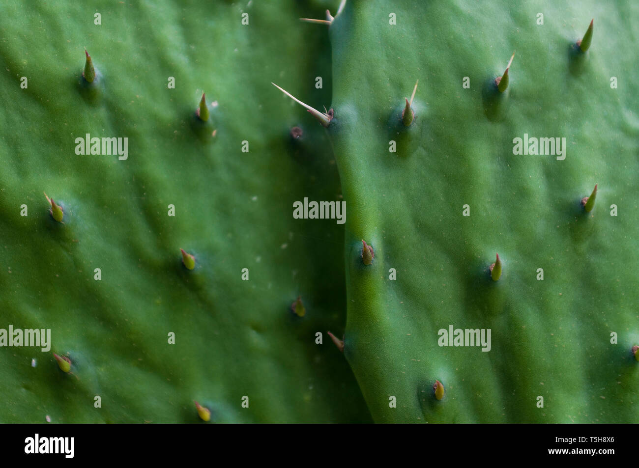 Agriculture crop cactus hi-res stock photography and images - Alamy