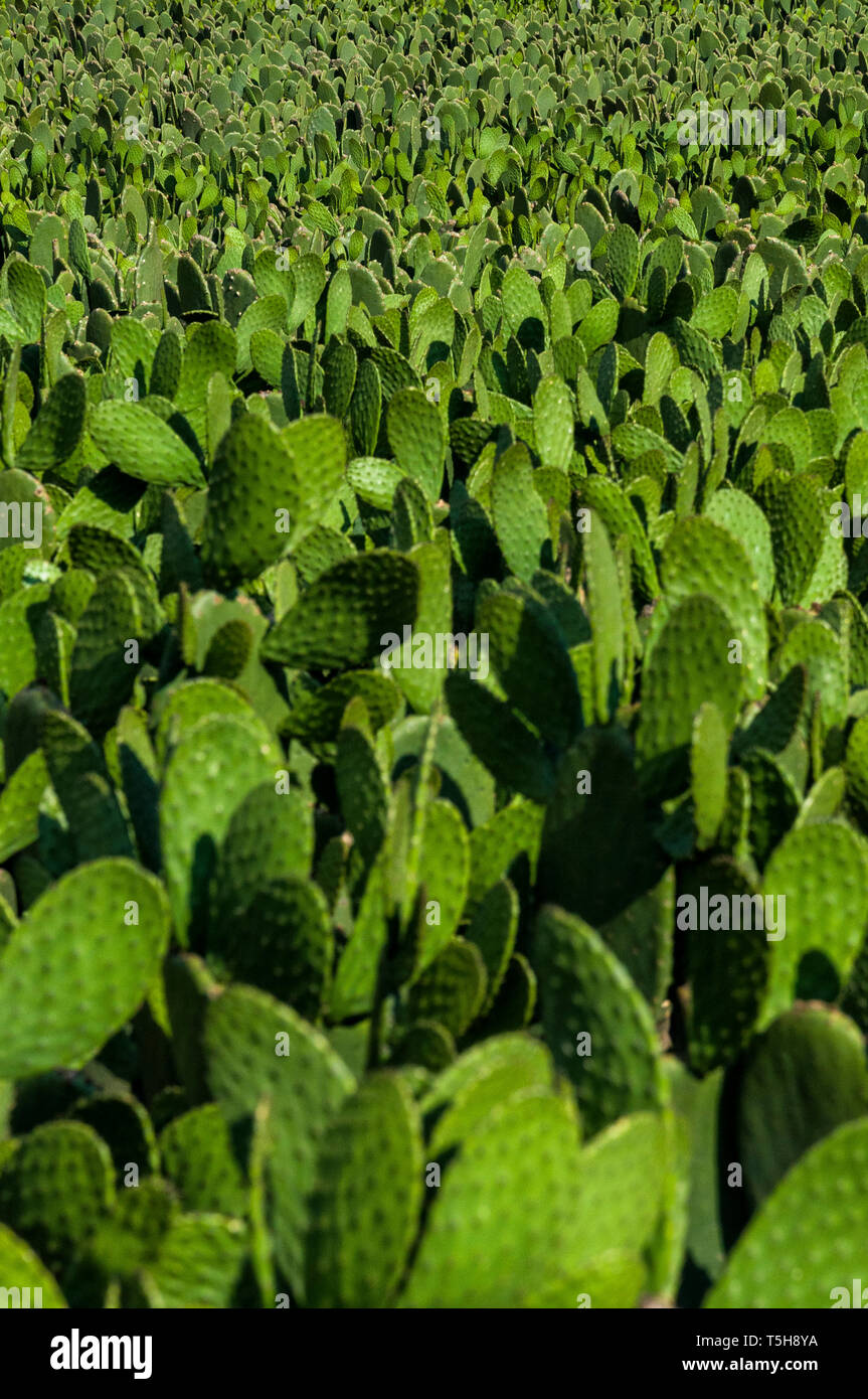 Agriculture crop cactus hi-res stock photography and images - Alamy