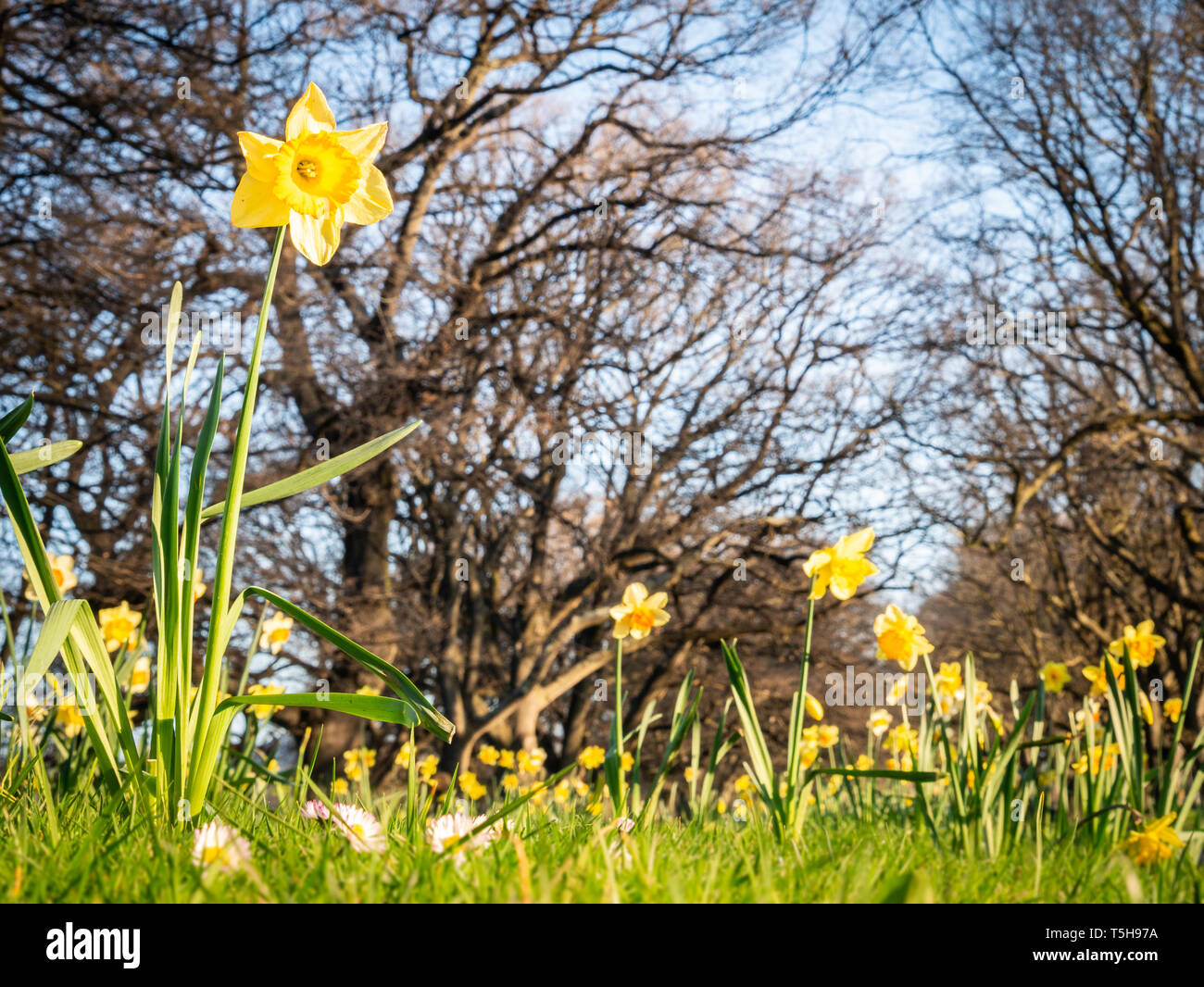 Daffodil flow hi-res stock photography and images - Alamy