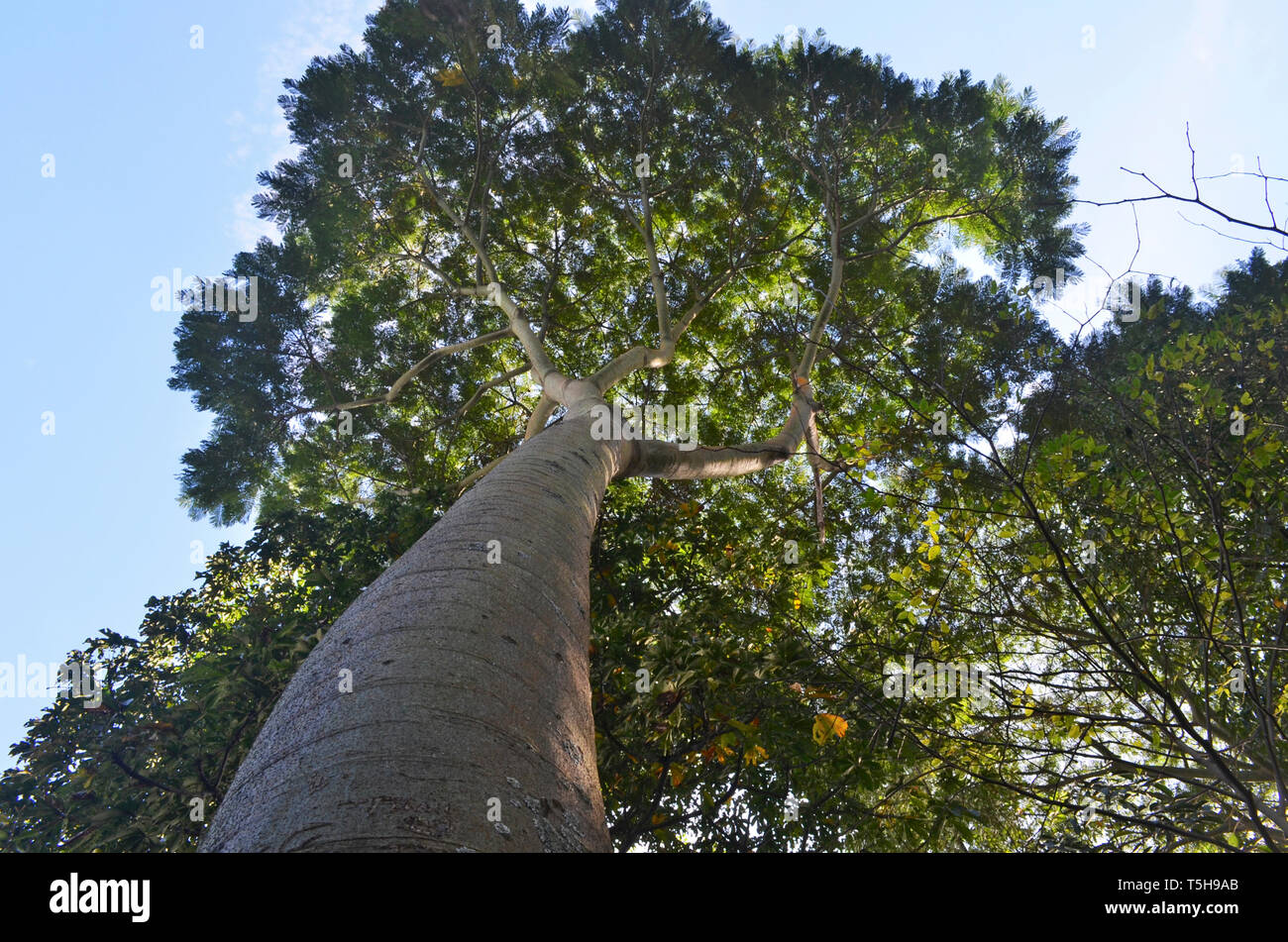 The big tree and blue sky Stock Photo - Alamy