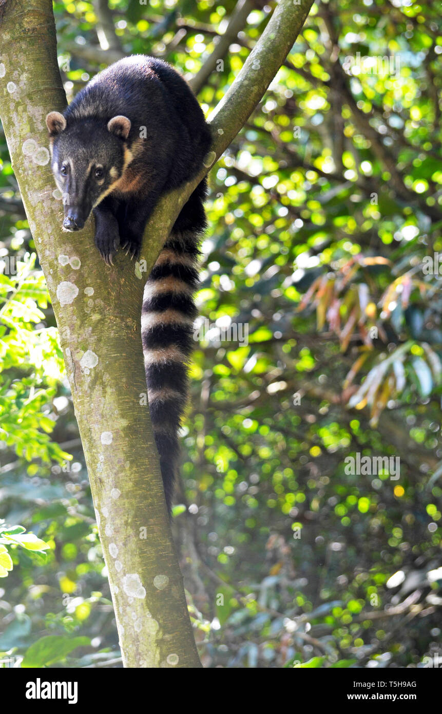 Quati de cauda anelada hi-res stock photography and images - Alamy