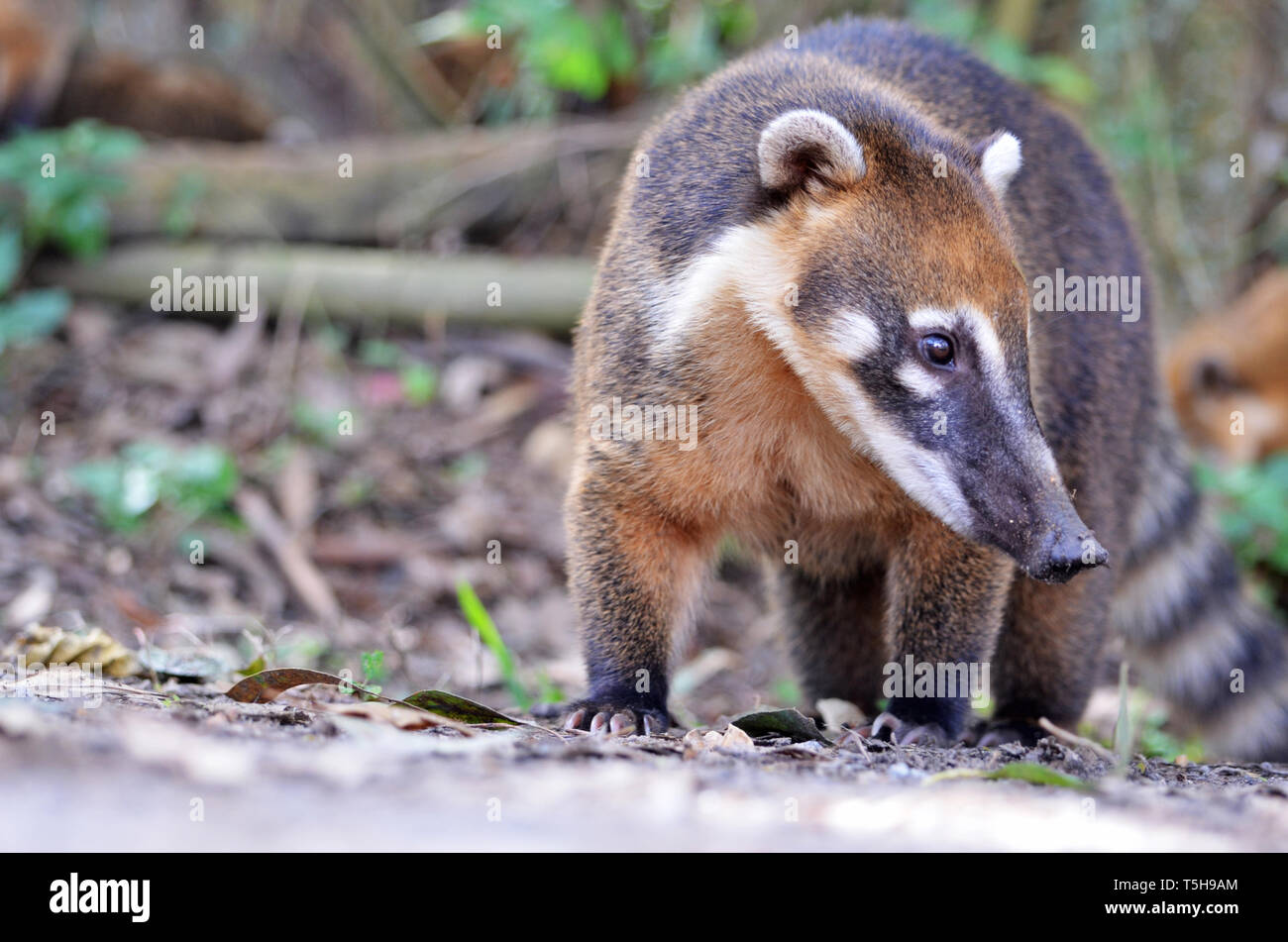 Quati in a brazilian park Stock Photo - Alamy