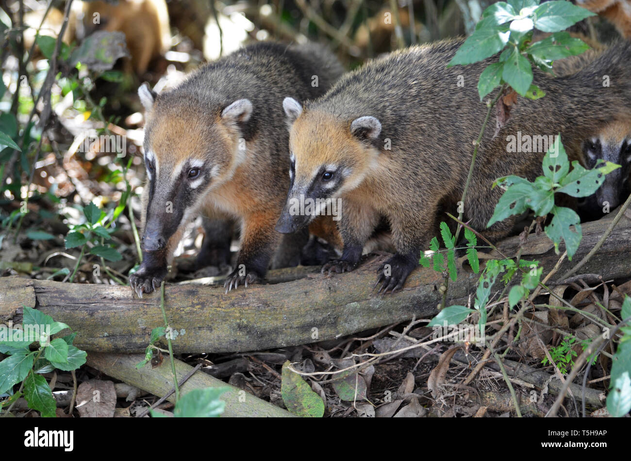 Quati de cauda anelada hi-res stock photography and images - Alamy