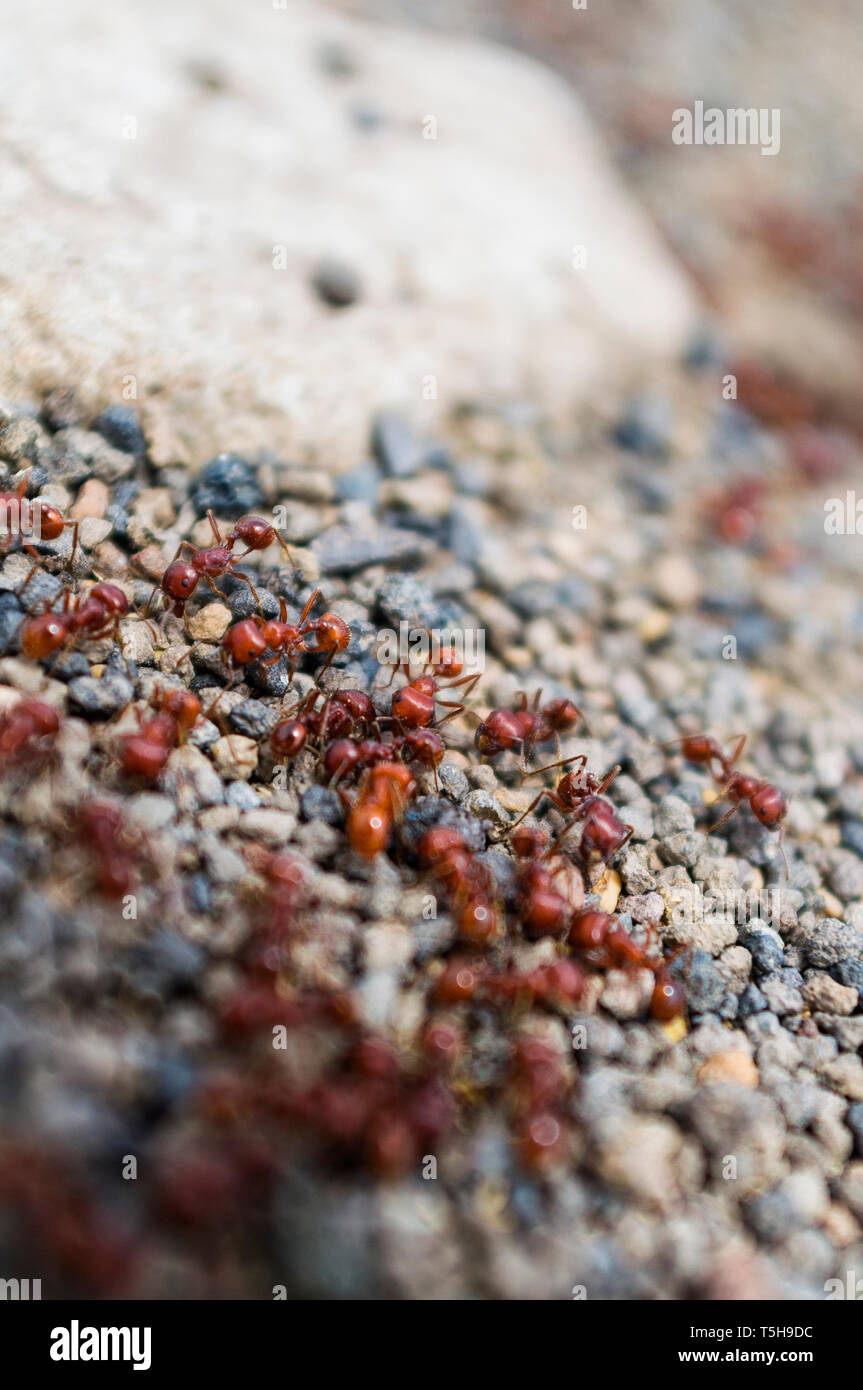 Dangerous ants High Resolution Stock Photography and Images - Alamy
