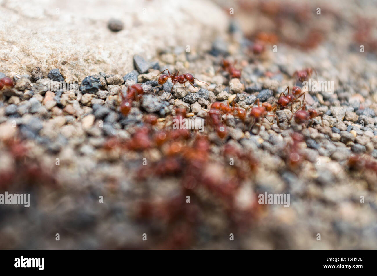 Little Red Ants High Resolution Stock Photography and Images - Alamy