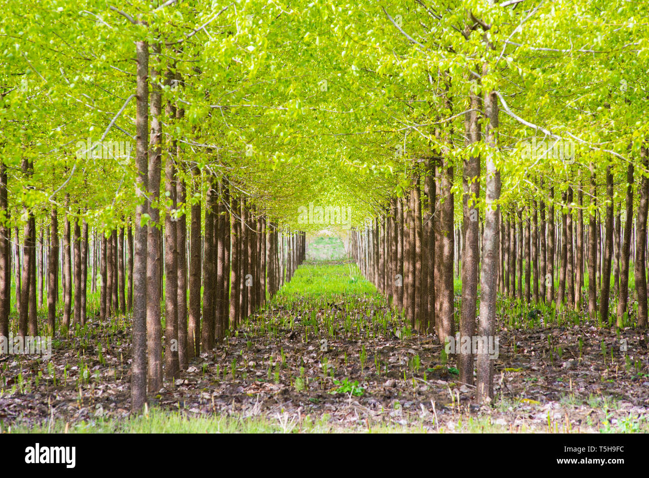 Lush green trees line hi-res stock photography and images - Alamy