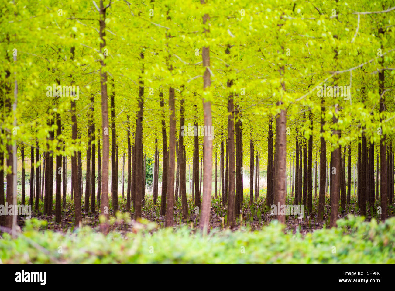 Symmetrical Green Trees in Oregon Stock Photo - Alamy