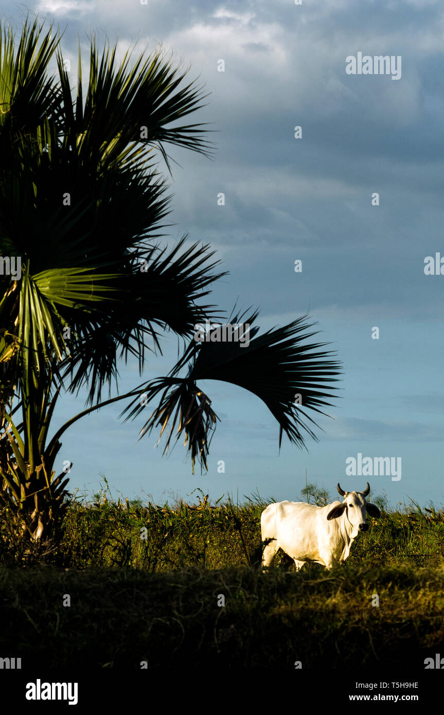 Palm tree cow hi-res stock photography and images - Alamy