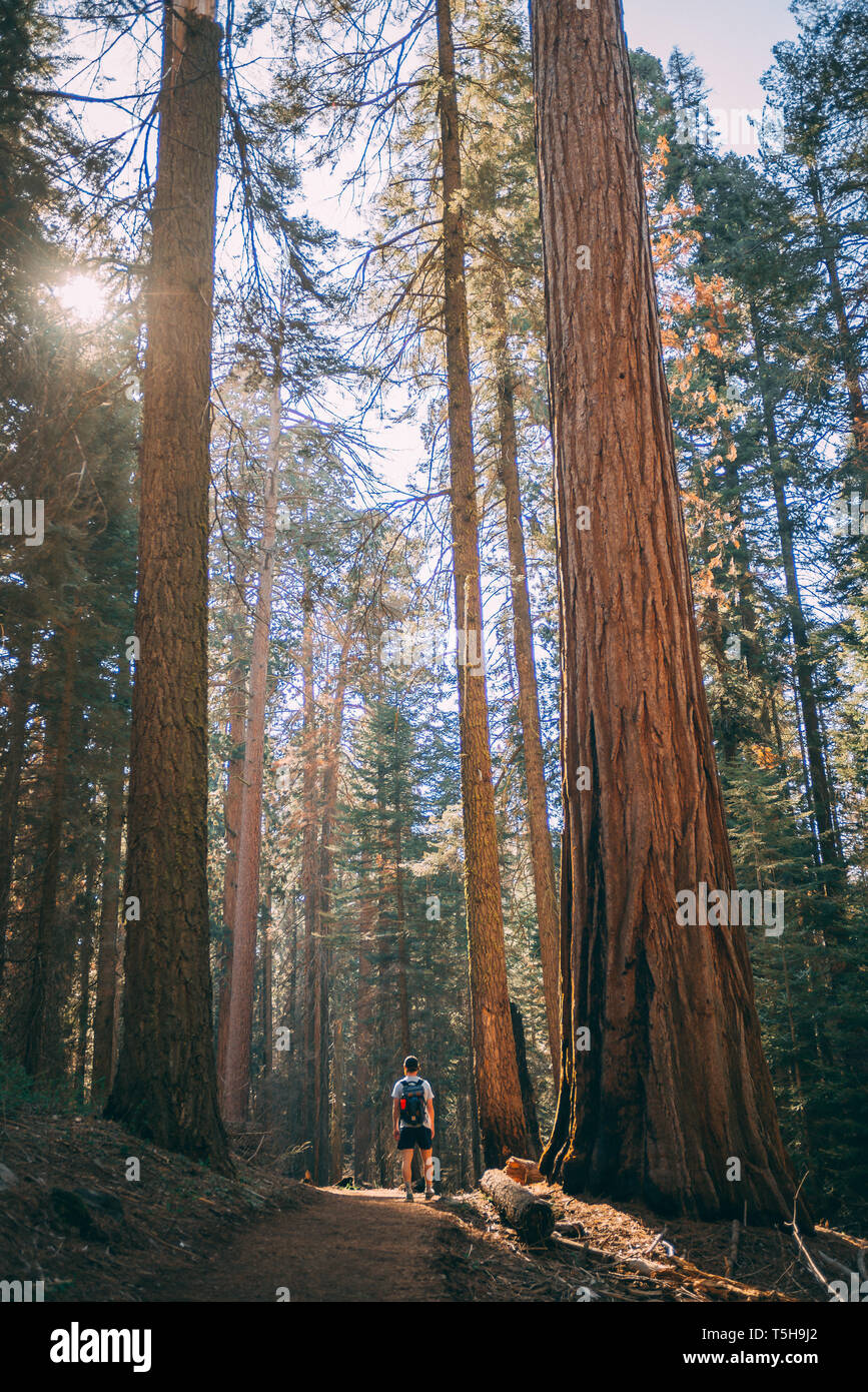 Sequoia forest deforestation hi-res stock photography and images - Alamy