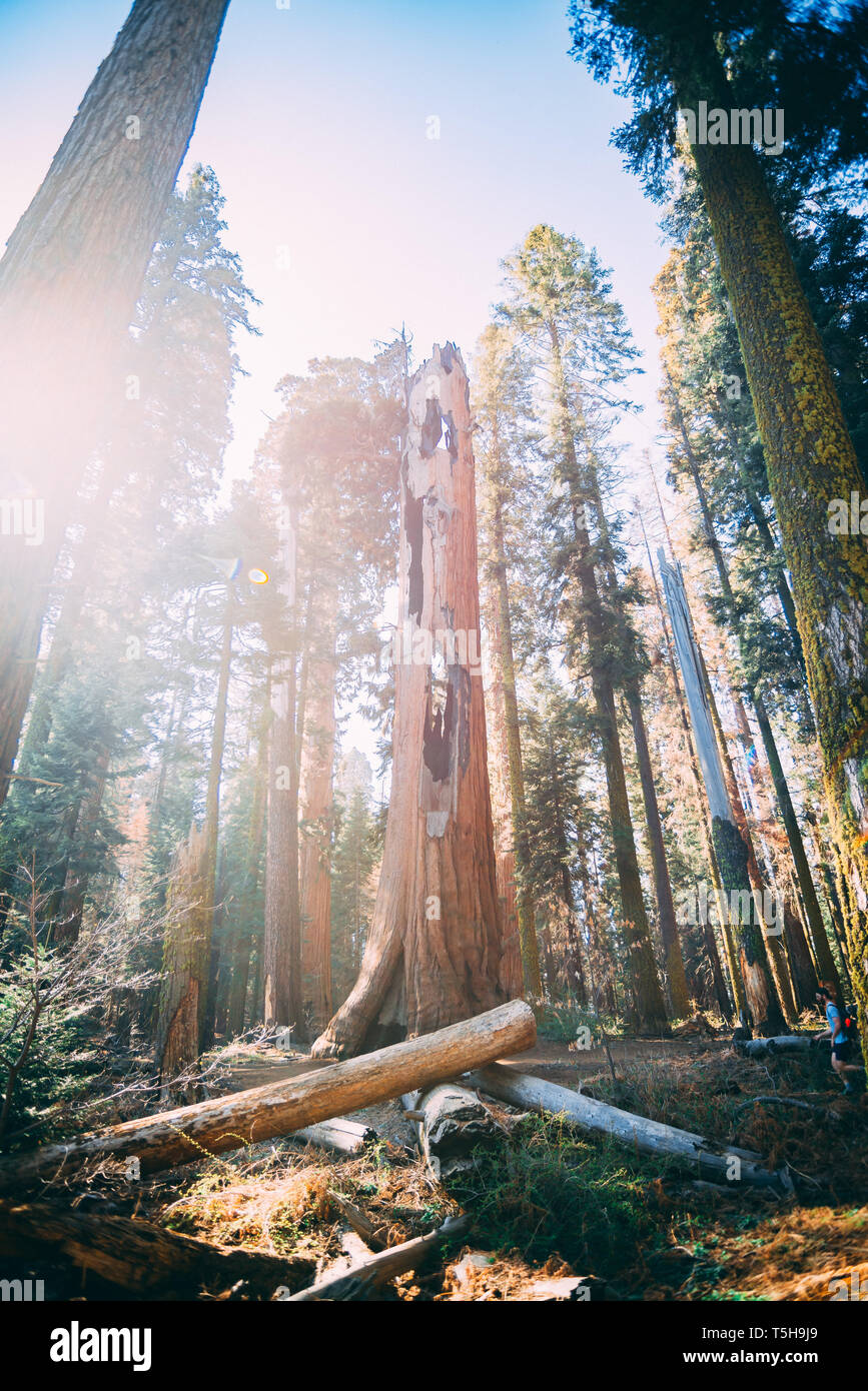Sequoia forest deforestation hi-res stock photography and images - Alamy